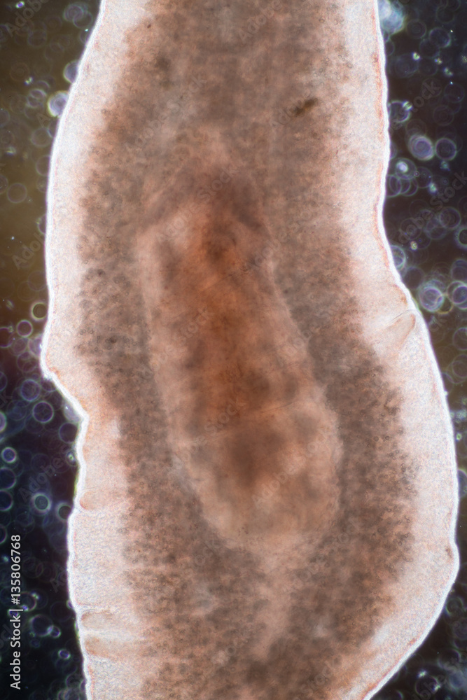 Planarian parasite (flatworm) under microscope view. Stock Photo ...