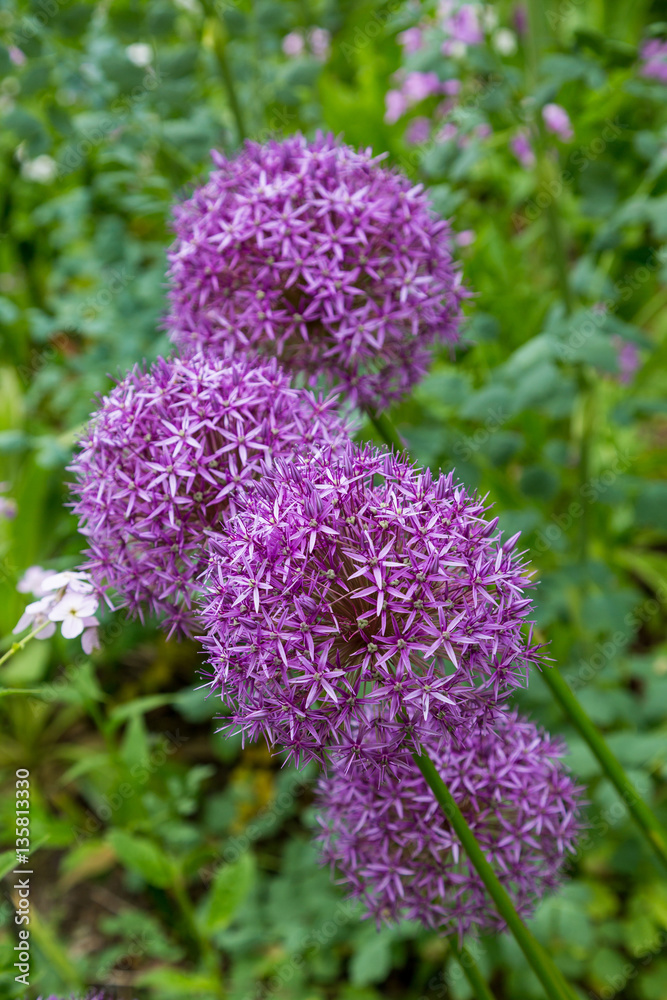 Purple Snowball Flower Stock Photo | Adobe Stock