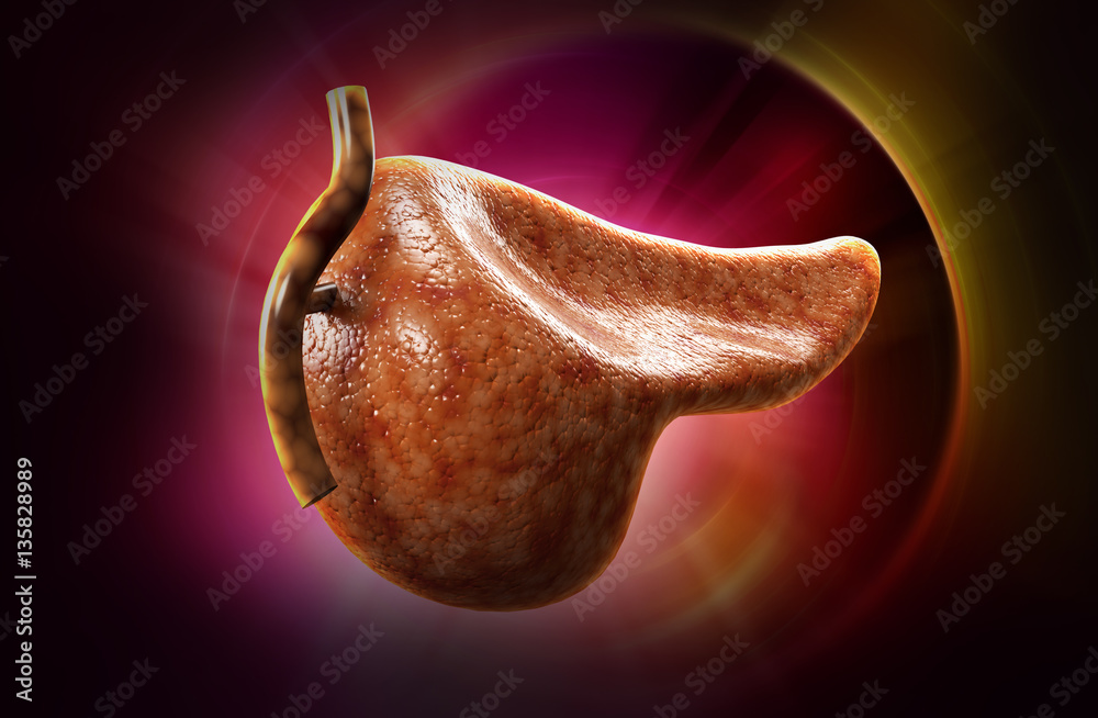 Human Gallbladder and Pancreas Anatomy Stock Illustration | Adobe Stock