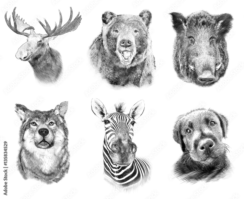 Set on animals on white background. Illustration in draw, sketc Stock ...