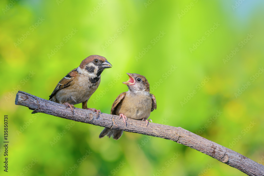 Tree Sparrow Nest