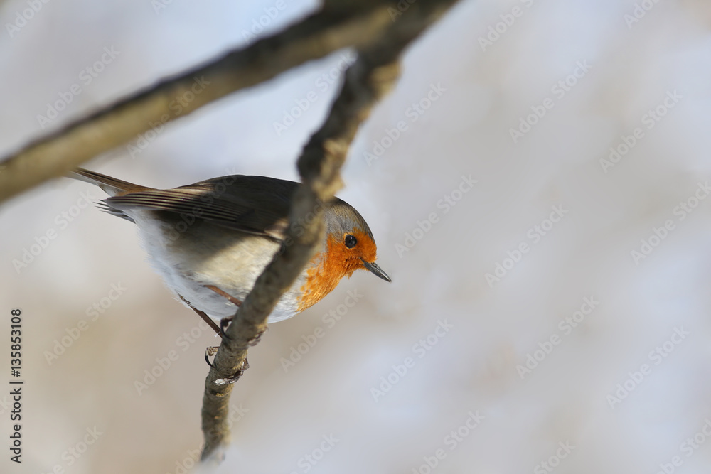 Robin sitting on a branch Stock Photo | Adobe Stock