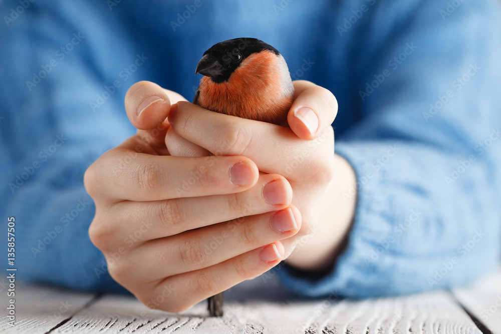 bird in the hand symbol of care Stock Photo | Adobe Stock