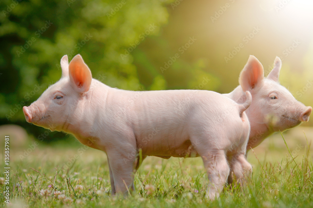 Zwei hübsche, rosa Ferkel auf einer Wiese im Sonnenschein, Werbung ...