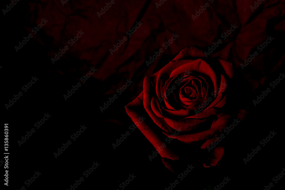 Red rose Stock Photo | Adobe Stock