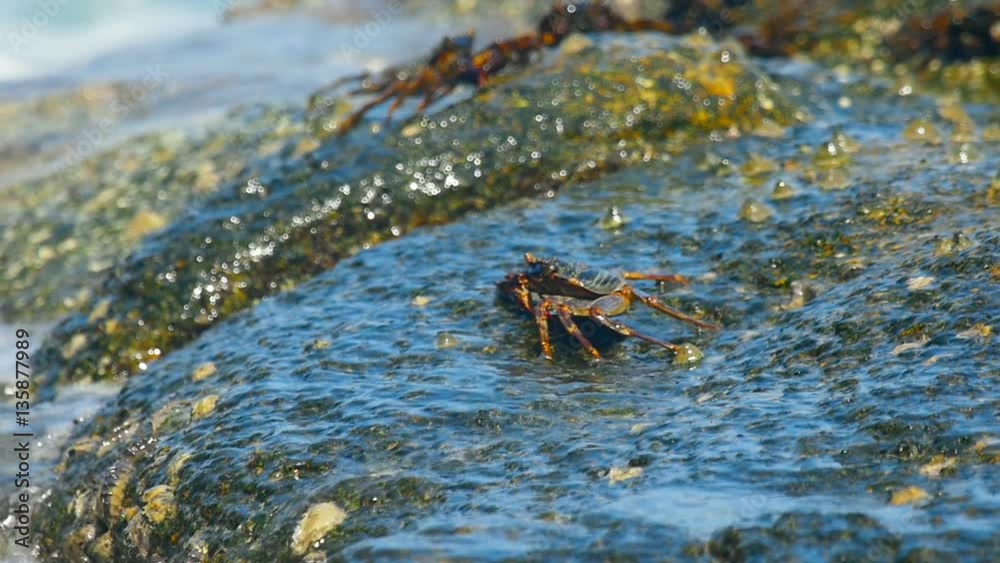 Crab on the rock at the beach Stock Video | Adobe Stock