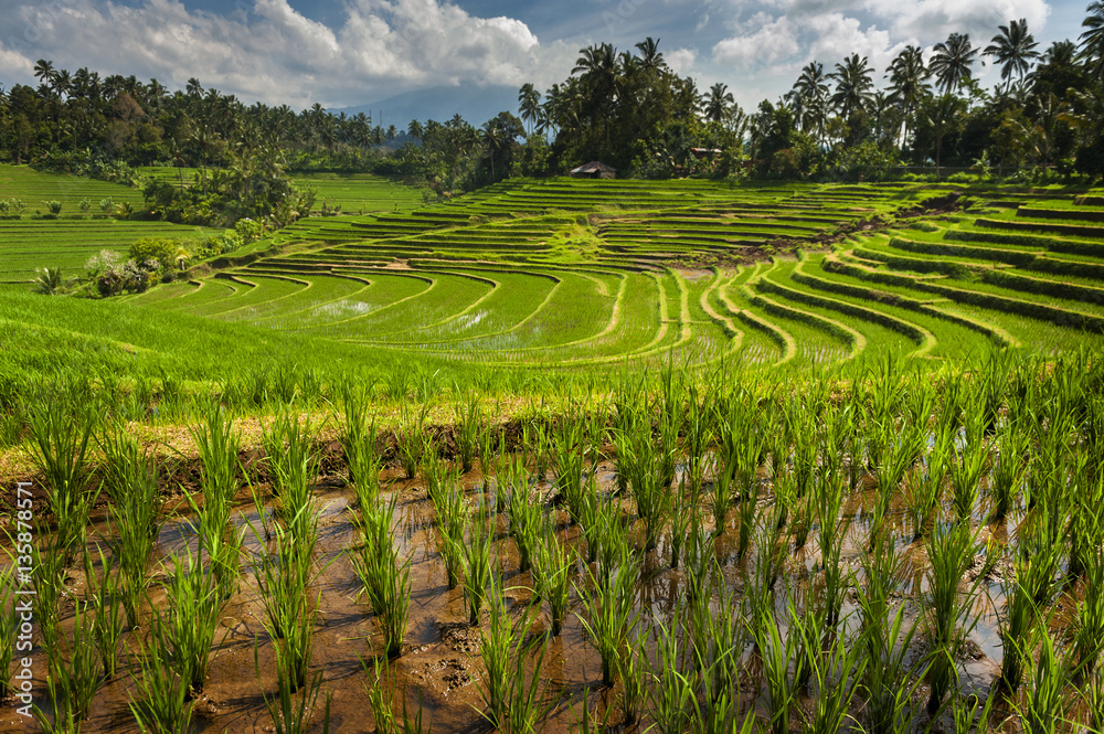 Bali Rice Fields. Bali is known for its beautiful and dramatic rice ...