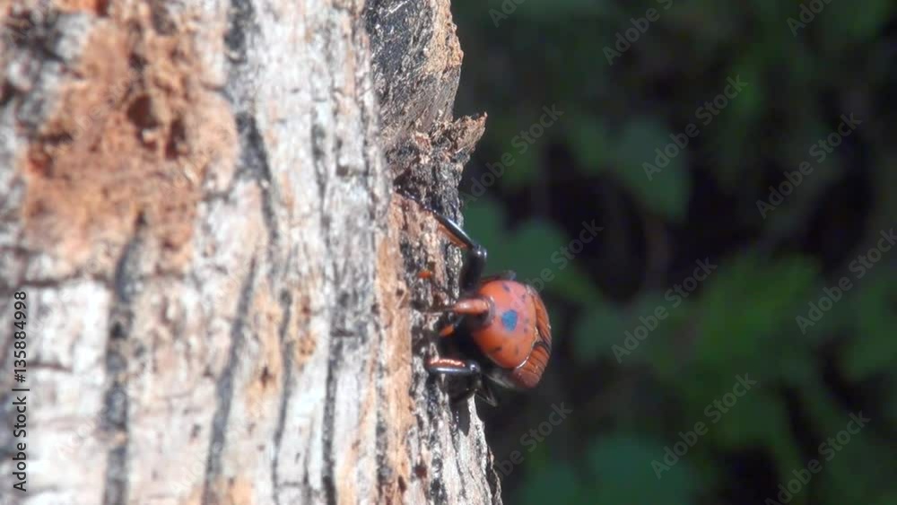 Red palm weevil on Palm tree (Rhynchophorus ferrugineus), the red palm ...