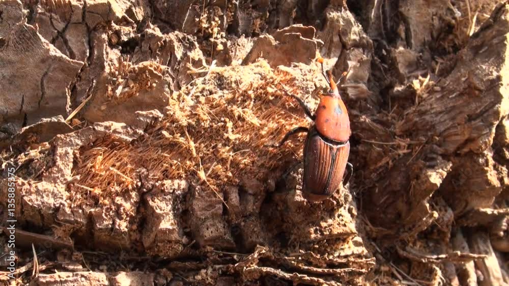 Red palm weevil on Palm tree (Rhynchophorus ferrugineus), the red palm ...