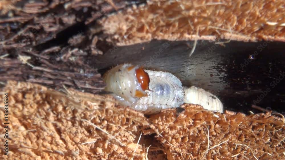 Weevil larvae excavating holes in the trunk of a palm tree, weevil ...