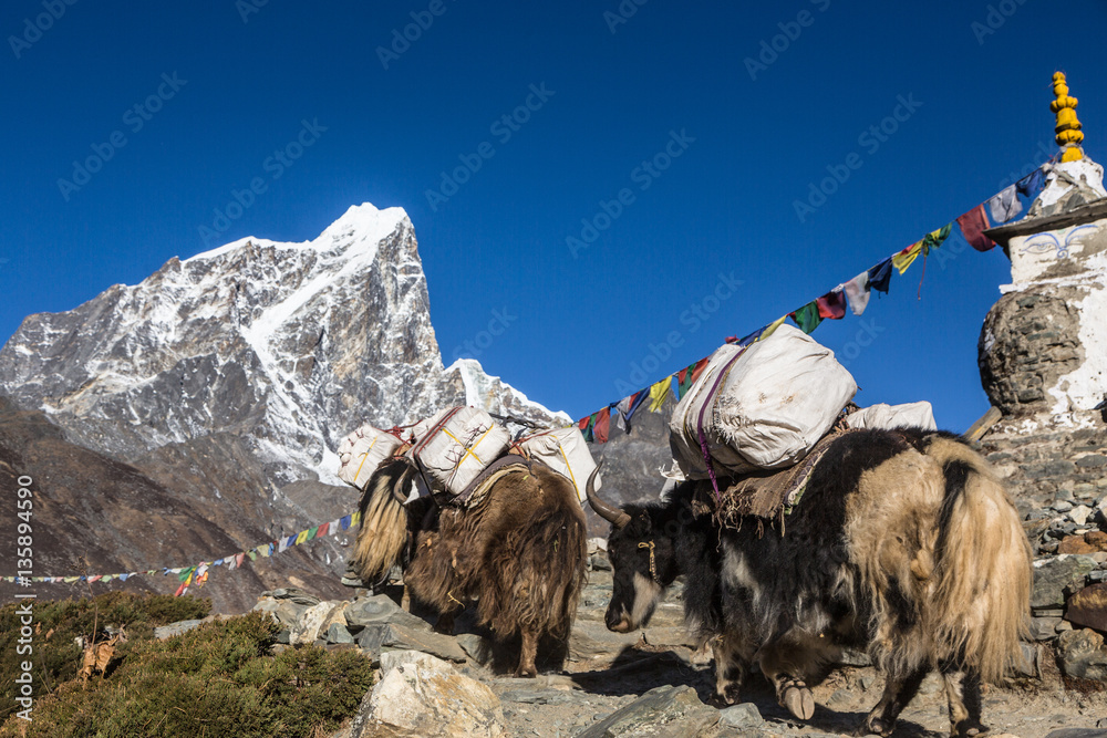 Yaks carrying goods in the Himalayas in Nepal on the way to Ever Stock ...