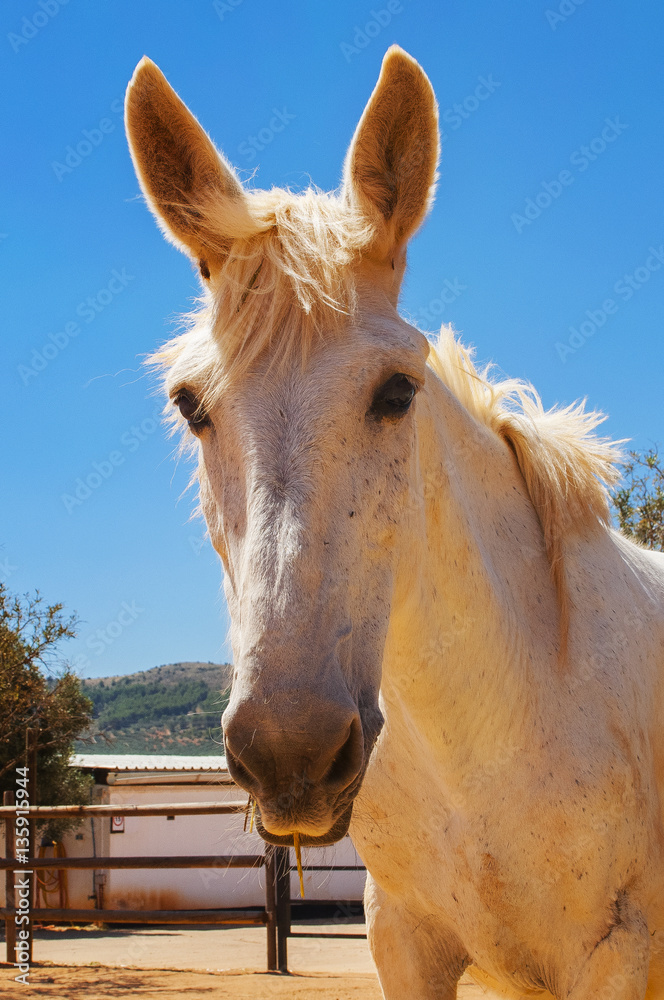 Burdégano blanco, hijo de caballo y burra Stock Photo | Adobe Stock