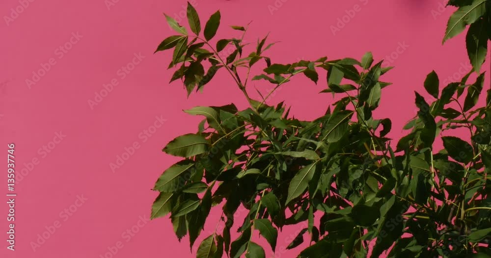 a Birch Tree Twig Placed in a Chromakey Background, Turning Green ...