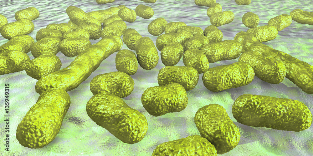 Bacterium Acinetobacter baumannii, multidrug resistant nosocomial ...