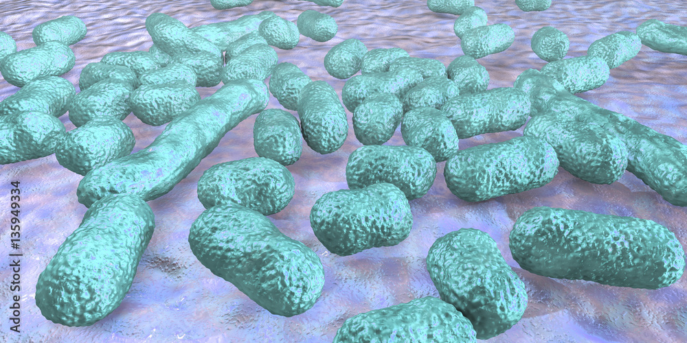 Bacterium Acinetobacter baumannii, multidrug resistant nosocomial ...