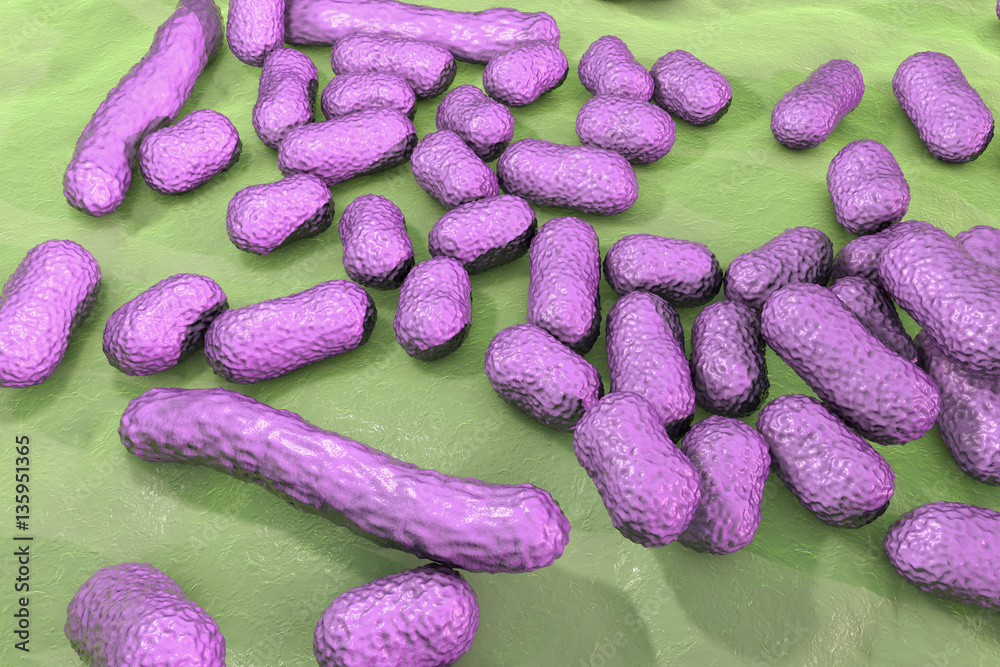 Bacterium Acinetobacter baumannii, multidrug resistant nosocomial ...