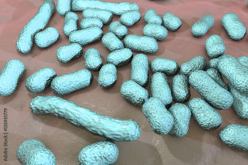 Bacterium Acinetobacter baumannii, multidrug resistant nosocomial ...