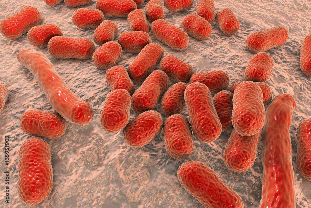 Bacterium Acinetobacter baumannii, multidrug resistant nosocomial ...