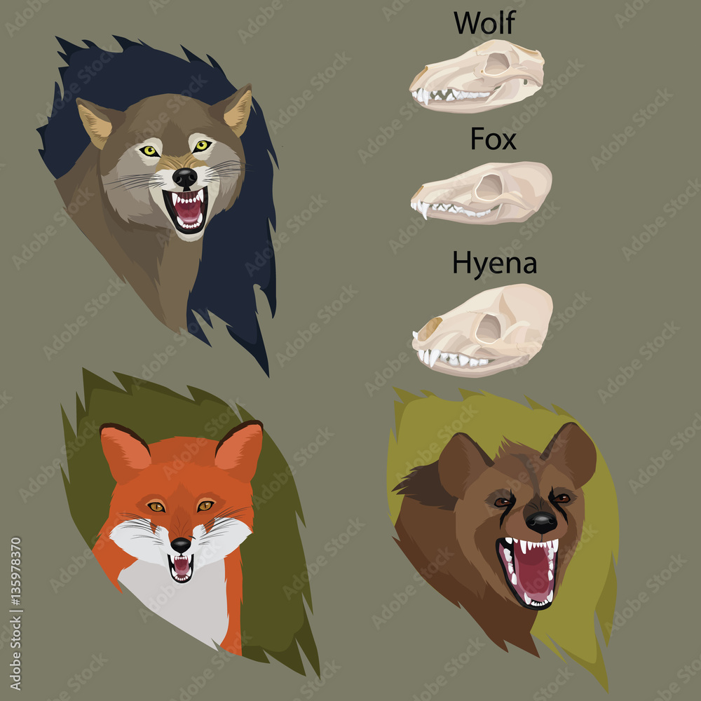 Predator mammals illustration design set Stock Vector | Adobe Stock