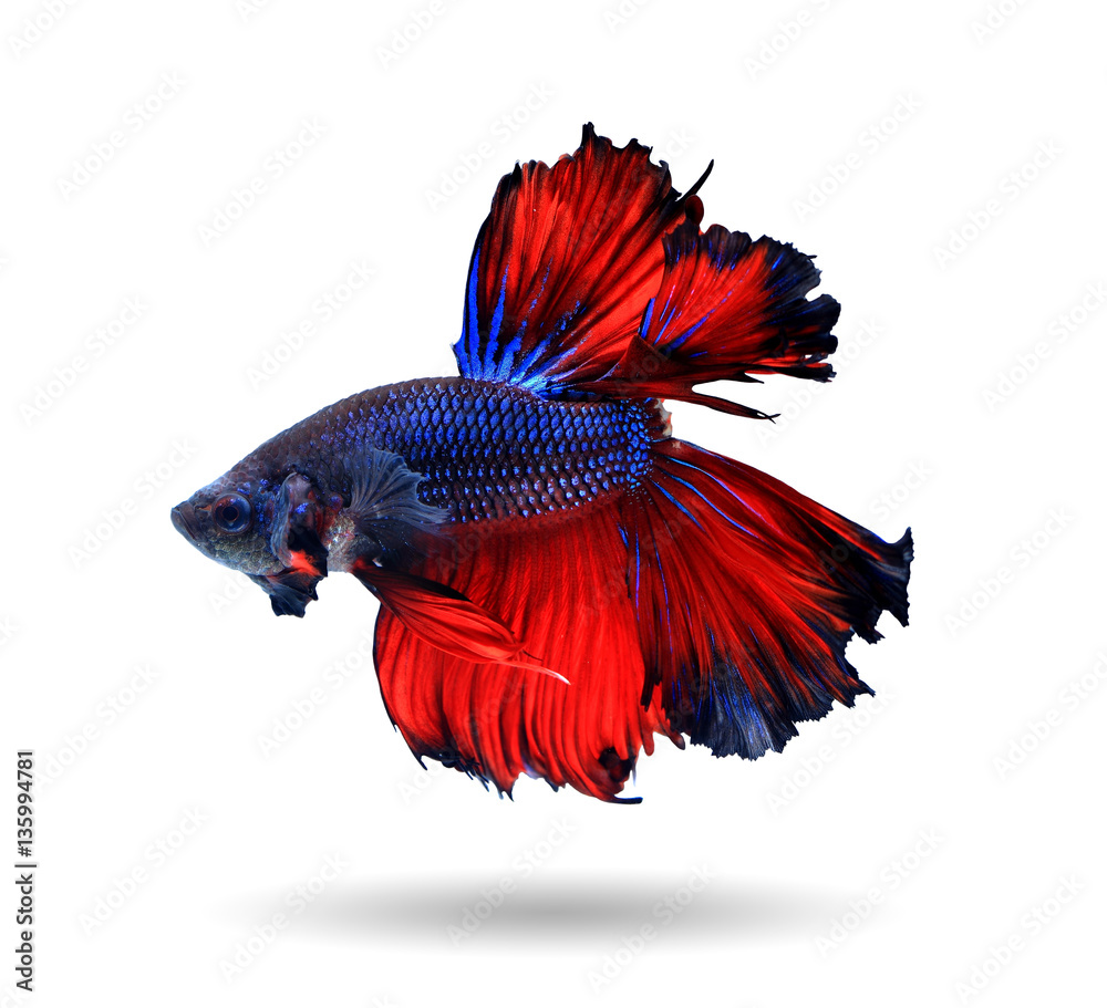Half Moon Betta Blue And Red