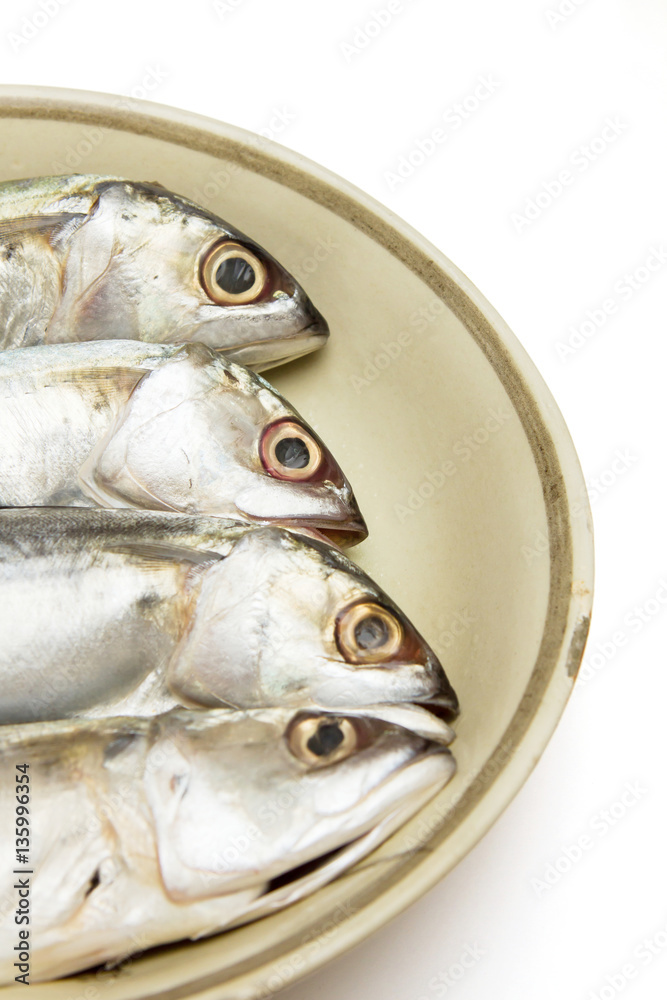 Short-bodied mackerel, Indo-Pacific mackerel (Rastrelliger brachysoma ...