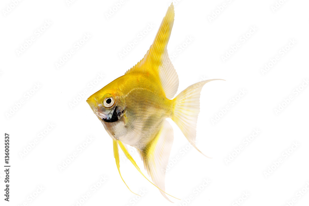 Golden pearlscale Angelfish Pterophyllum scalare aquarium fish Stock ...