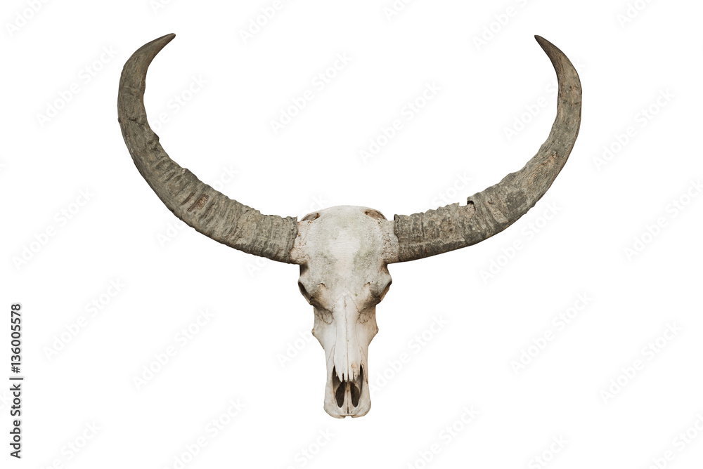 Head skull of buffalo isolated on white background Stock Photo | Adobe ...