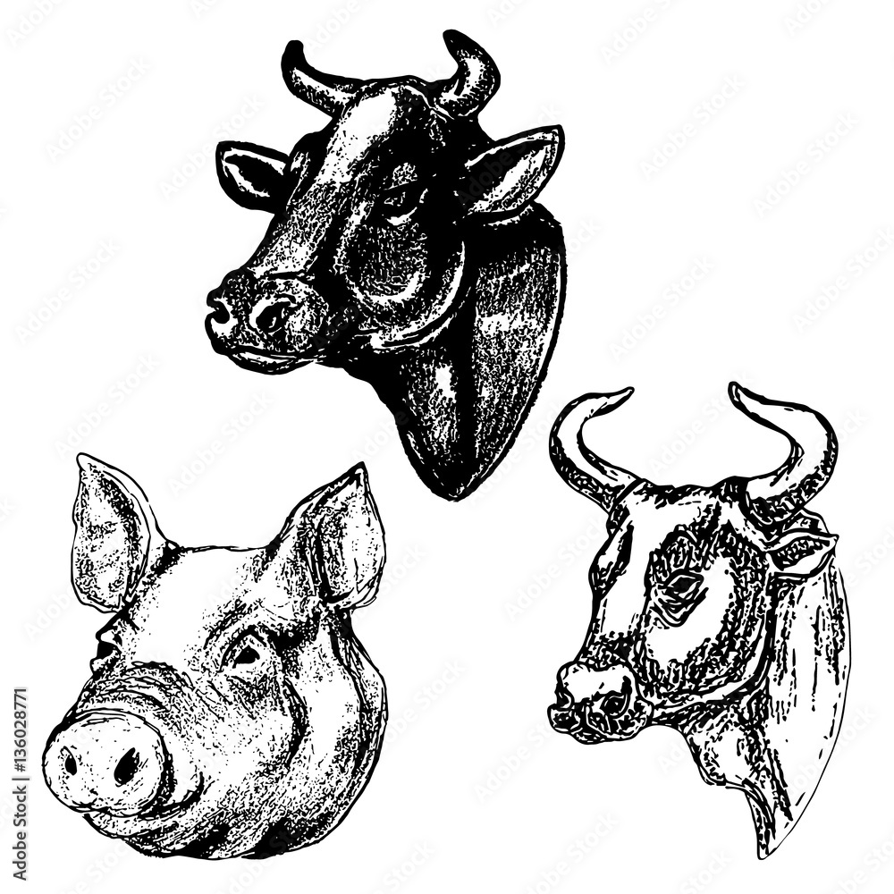Hand drawn cow and pig heads isolated on white background. Desig Stock ...
