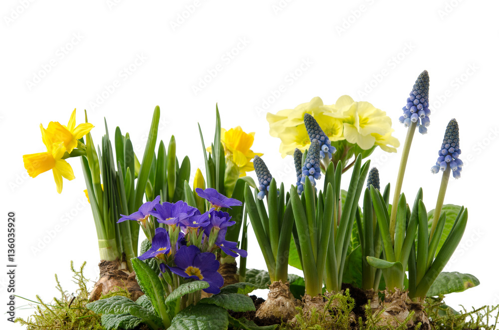 Frühlingsblumen Stock-Foto | Adobe Stock