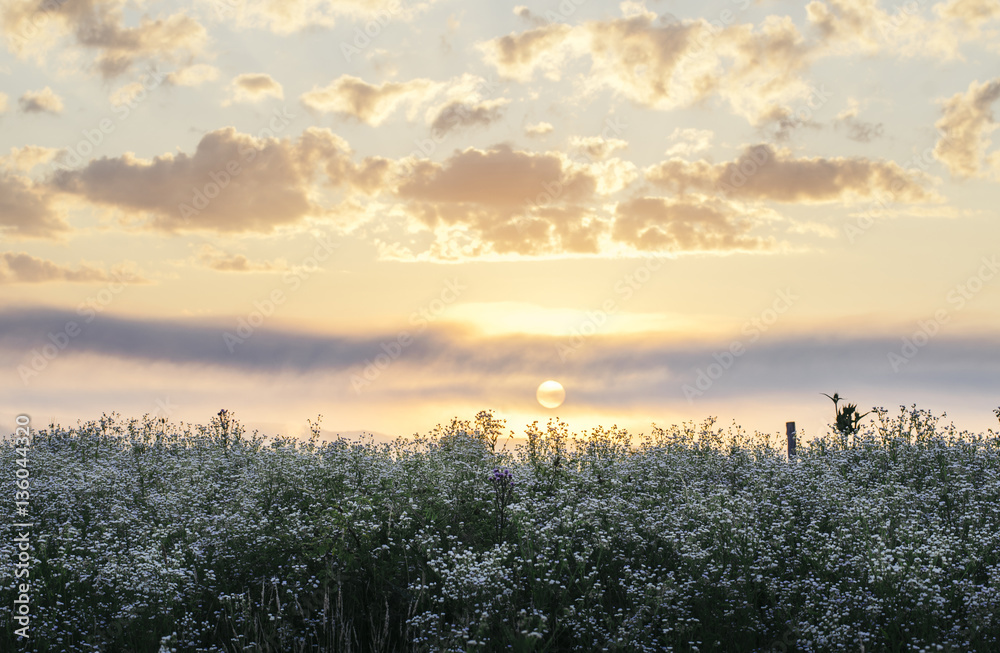 Flower field at sunrise with colorful sky. Summer morning landscape ...