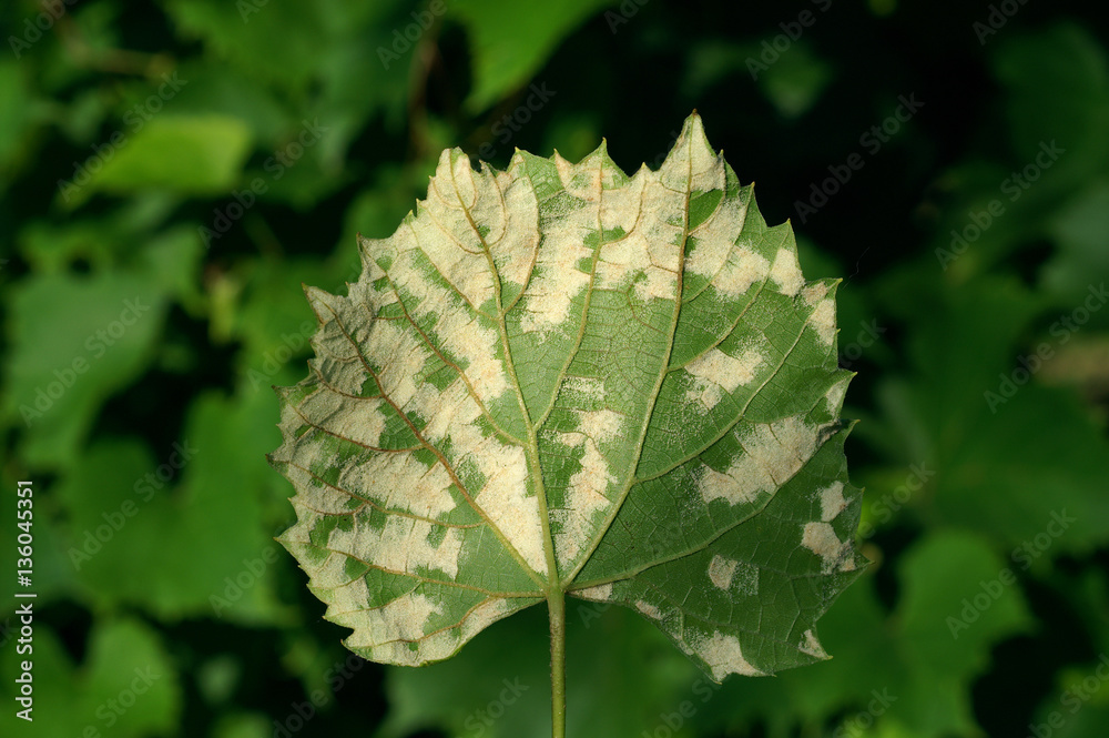 Grape erineum mite / Eri ophyes vitis/ Blister mite Colomeris / Vitis ...