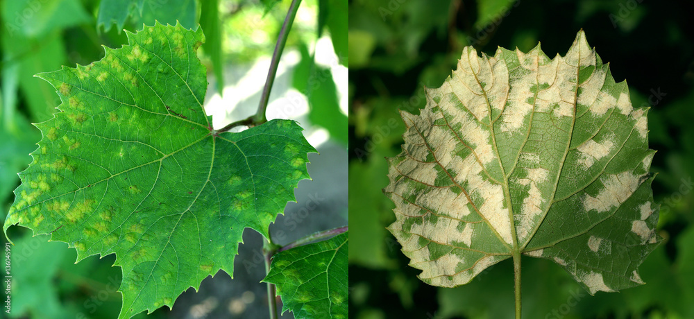 Grape erineum mite / Eri ophyes vitis/ Blister mite Colomeris / Vitis ...
