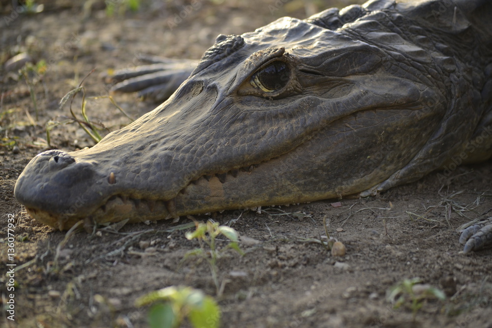 cocodrilo o babo lagarto grande crocodile, alligator Stock Photo ...