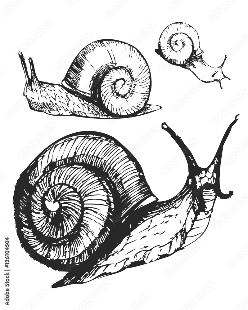 Snails sketch Stock Vector | Adobe Stock