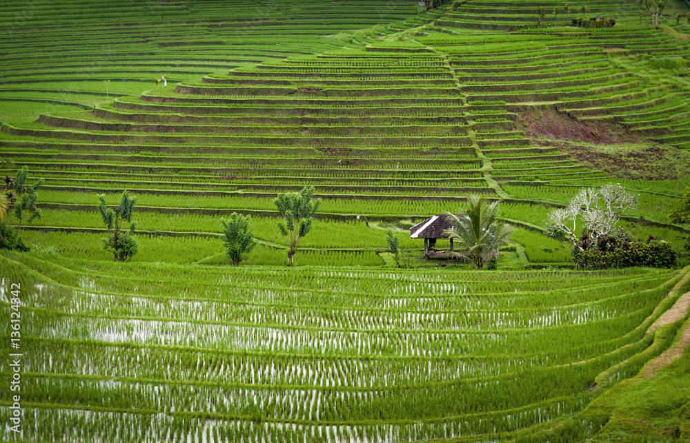 Rice Fields of Bali, Indonesia. Some of the most dramatic and beautiful ...