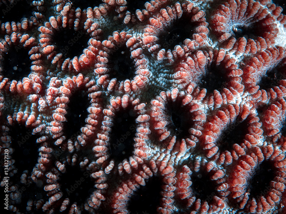 Coral Reef Texture, Macro Stock Photo | Adobe Stock