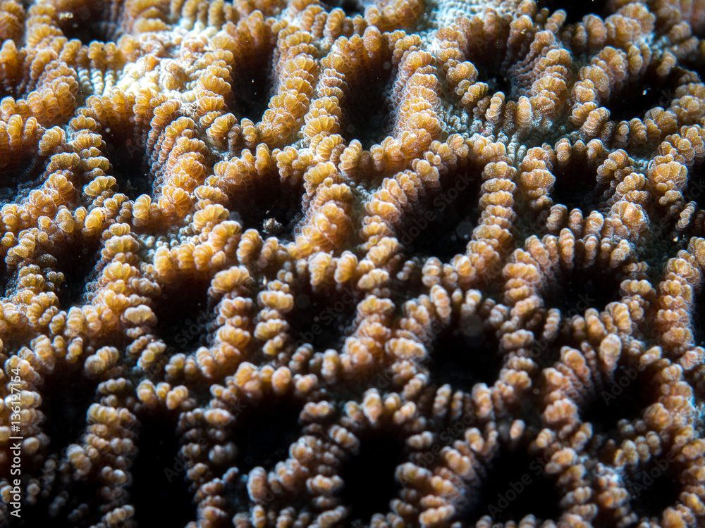 Coral Reef Texture, Macro Stock-Foto | Adobe Stock