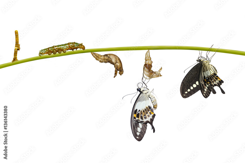 Isolated transformation life cycle of banded swallowtail butterf Stock ...