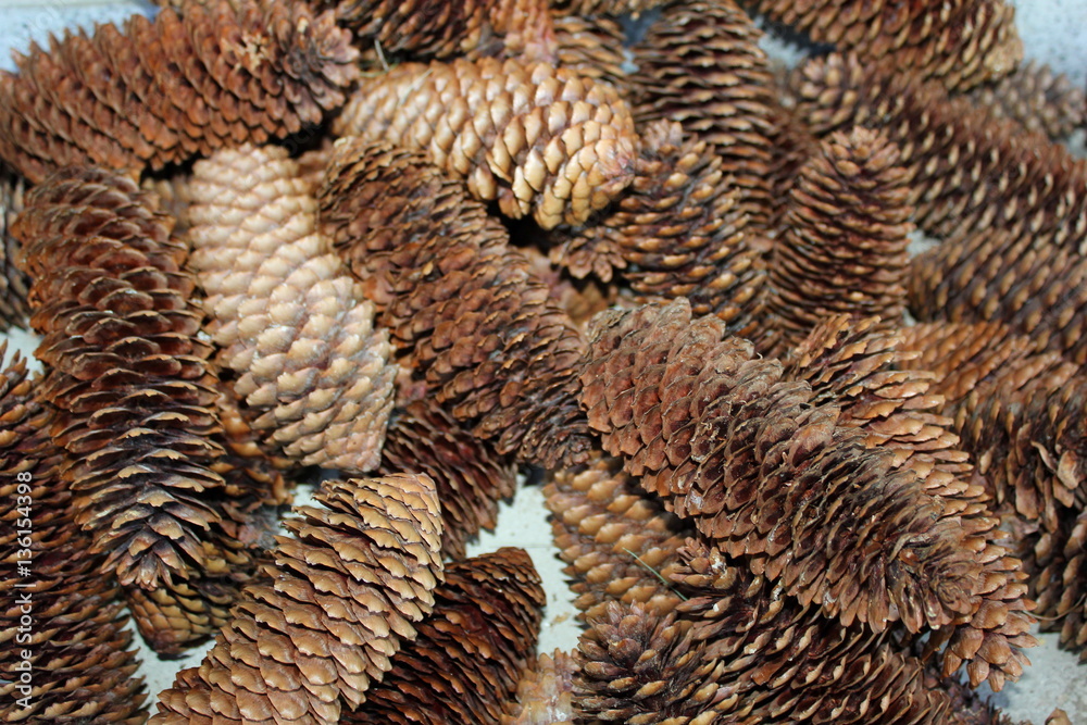 Tannenzapfen mit Samen Stock-Foto | Adobe Stock