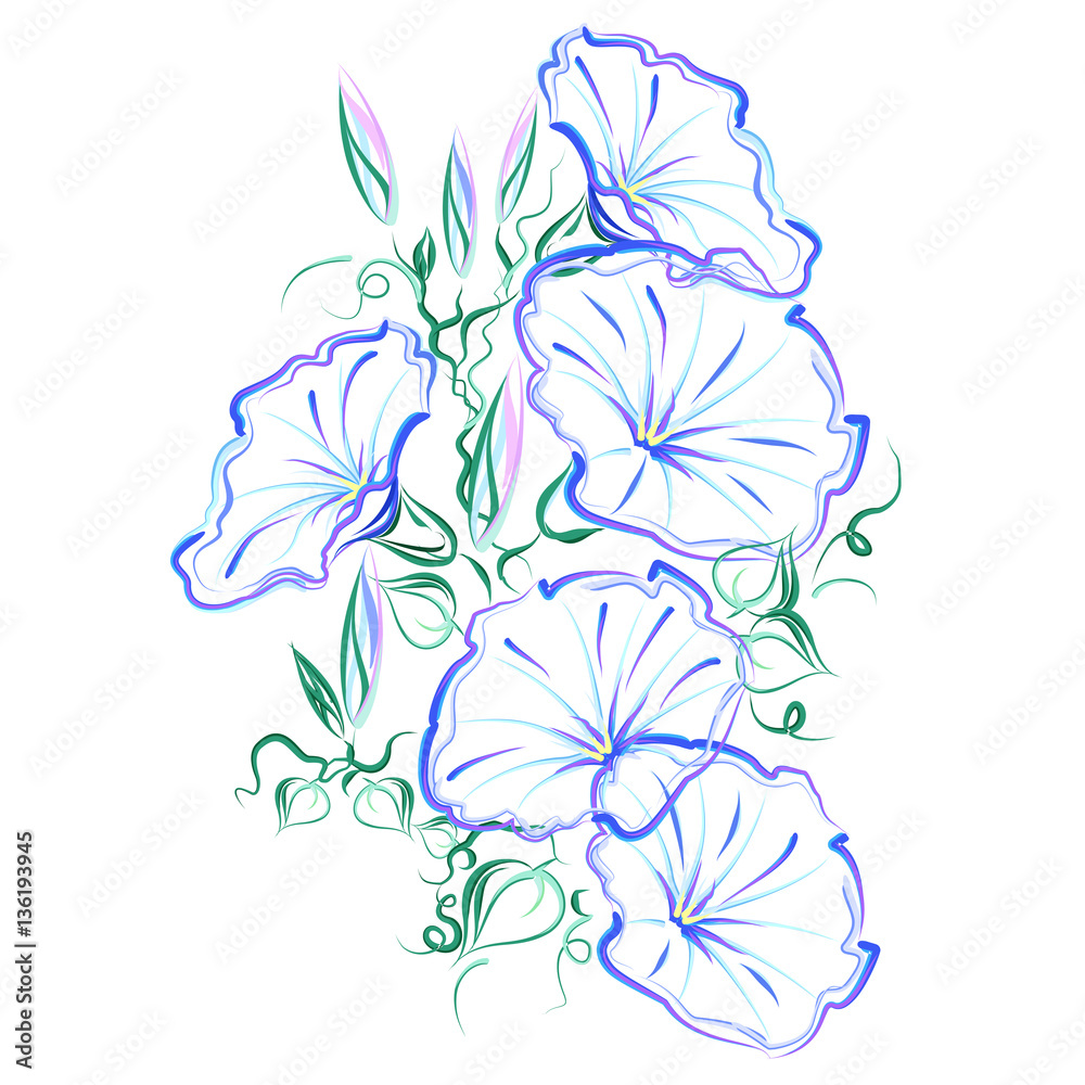 Morning glory vine (bindweed, Ipomoea tricolor). Hand drawn stylized ...