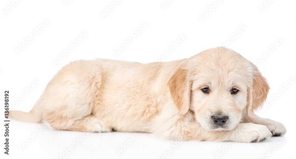 Sad Golden Retriever Puppy