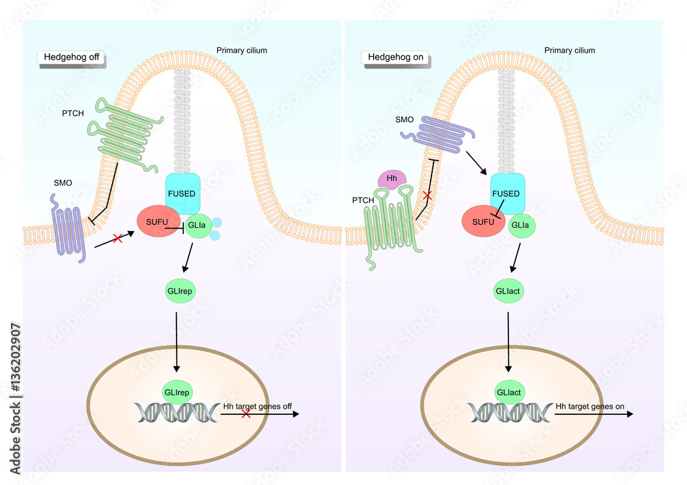 The Hedgehog signaling pathway Stock Vector | Adobe Stock