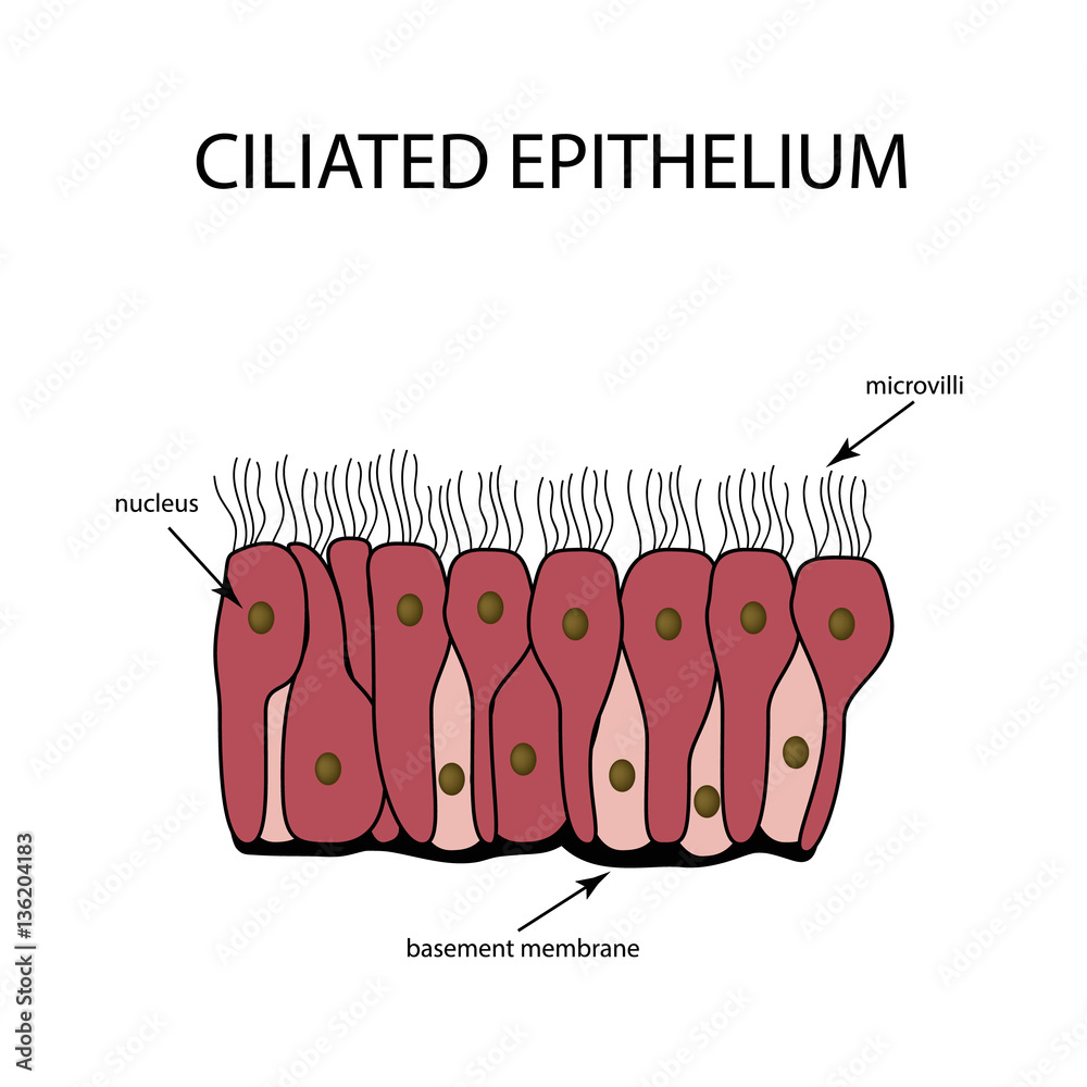 Celulas Ciliadas Da Membrana Tectorial BIOFÍSICA DE LA PERCEPCION