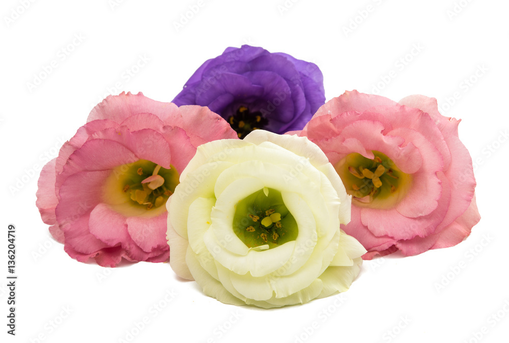 eustoma flower Stock Photo | Adobe Stock