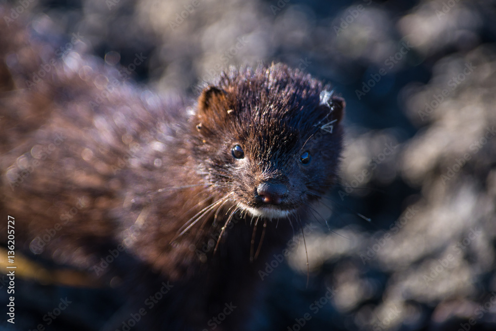 Wild american mink in leaves of water lily Stock Photo | Adobe Stock