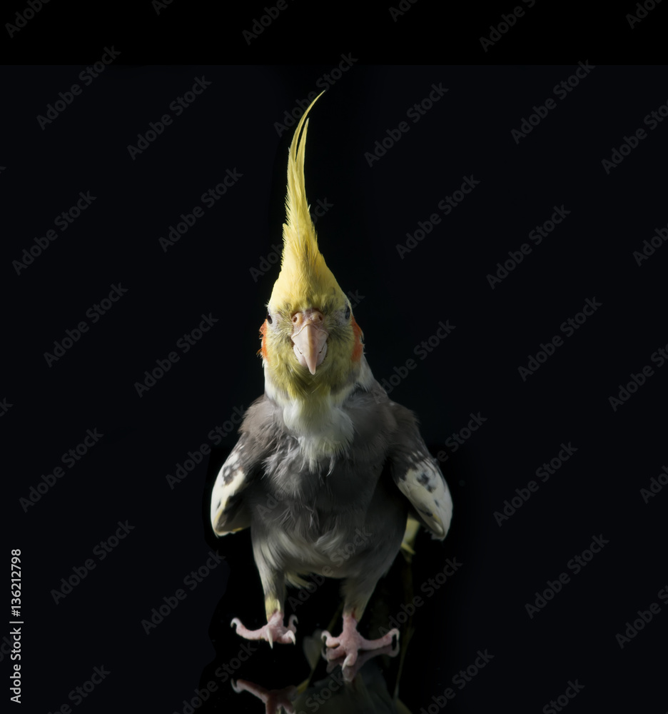 cockatiel bird full body isolated on black Stock Photo | Adobe Stock