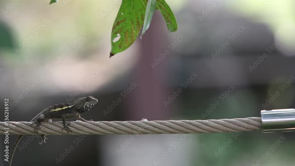 Swinhoe's Japalura in tree, Japalura swinhonis, is a lizard species ...