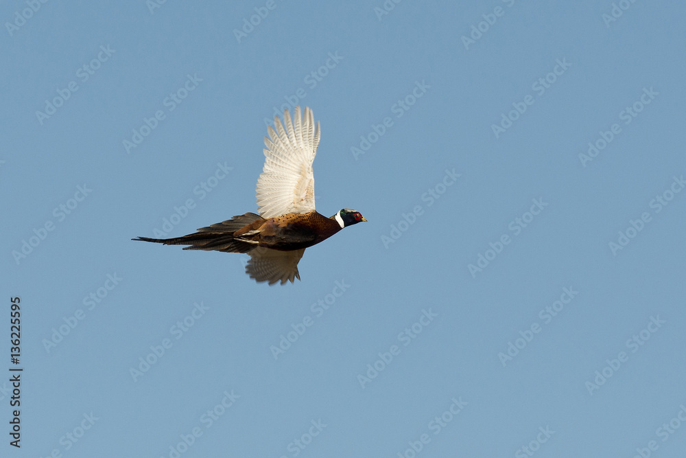 Flying Rooster Pheasant Stock Photo | Adobe Stock