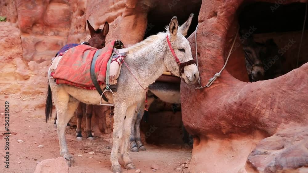 Donkey in ancient city of Petra, originally known to Nabataeans as ...