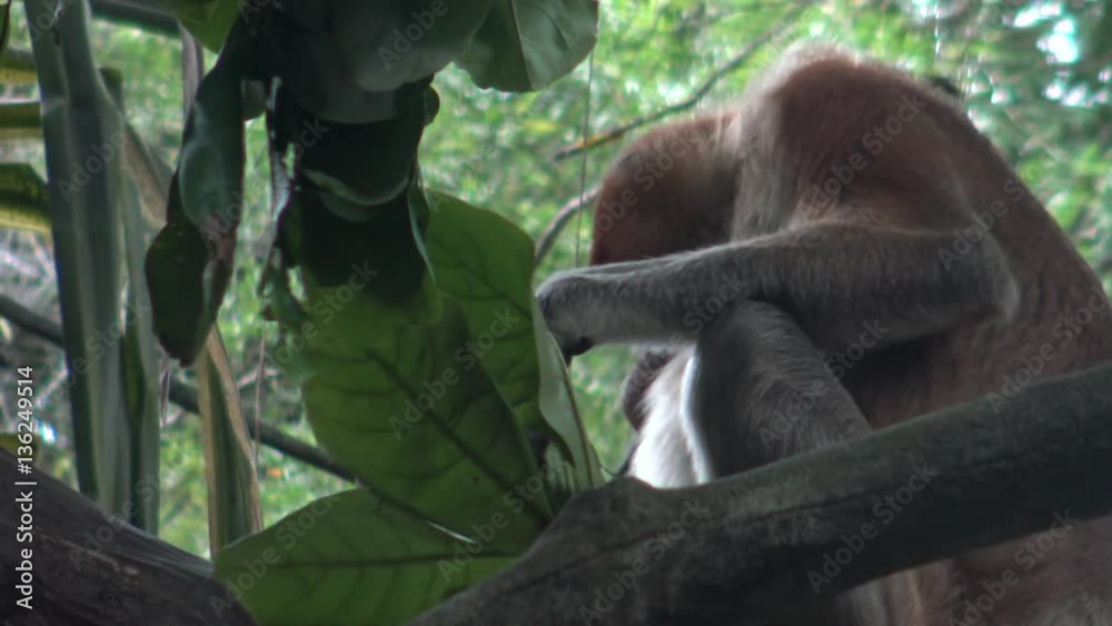 4k, The proboscis monkey is eating in a tree of the zoo, known as the ...
